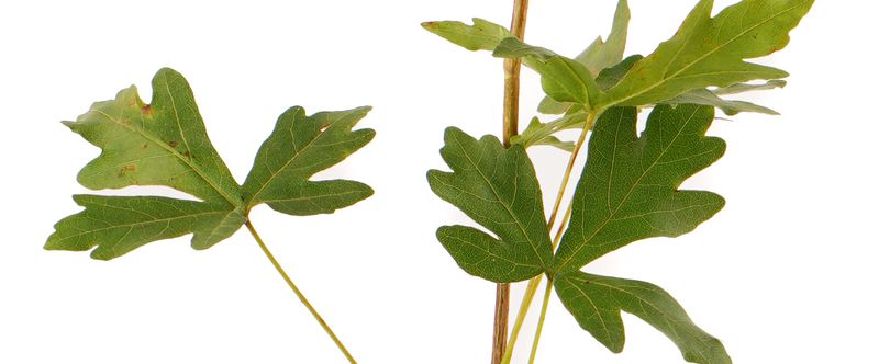 Broadleaf Tree Species for UK Projects | Elsoms Seeds