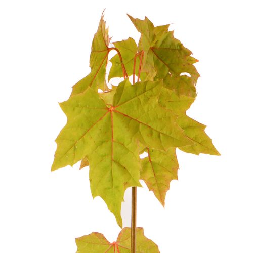 Broadleaf Tree Species for UK Projects | Elsoms Seeds
