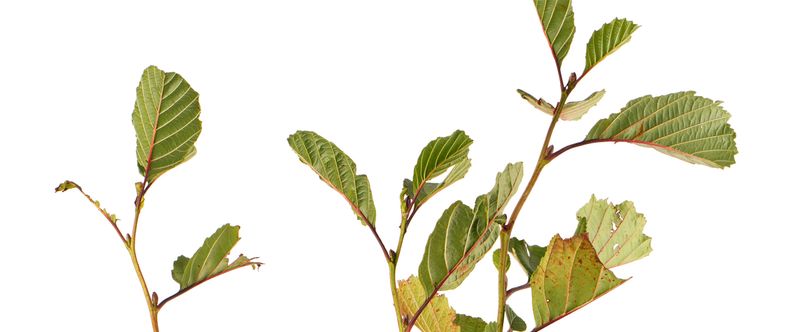 Broadleaf Tree Species for UK Projects | Elsoms Seeds