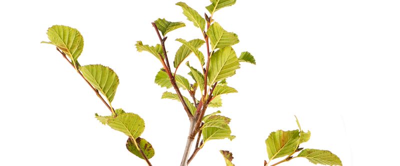 Broadleaf Tree Species for UK Projects | Elsoms Seeds