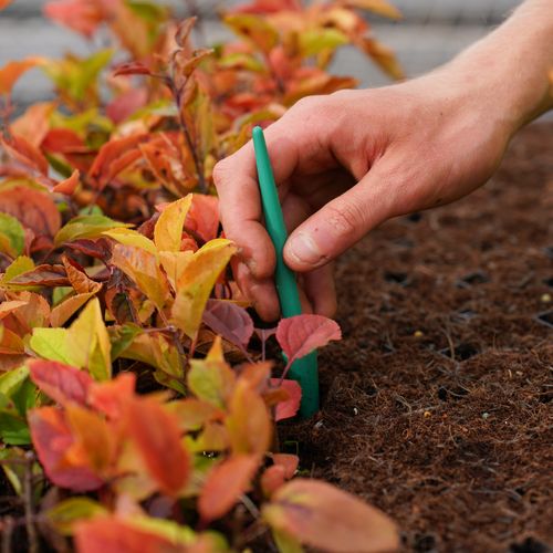 Elsoms – UK Seeds & Innovation | Elsoms