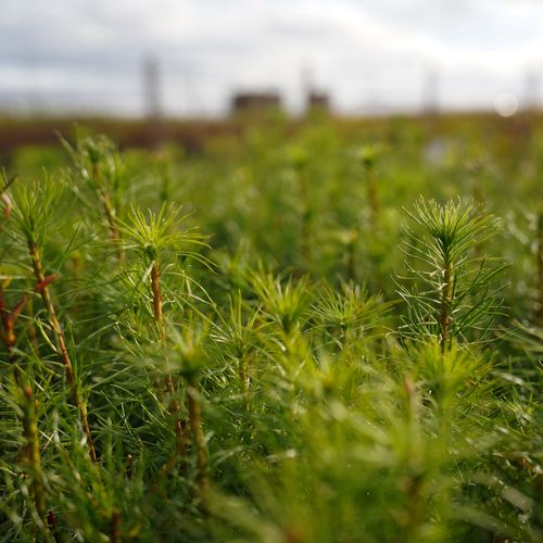 Elsoms – UK Seeds & Innovation | Elsoms