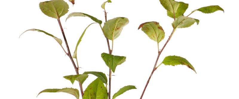 Broadleaf Tree Species for UK Projects | Elsoms Seeds