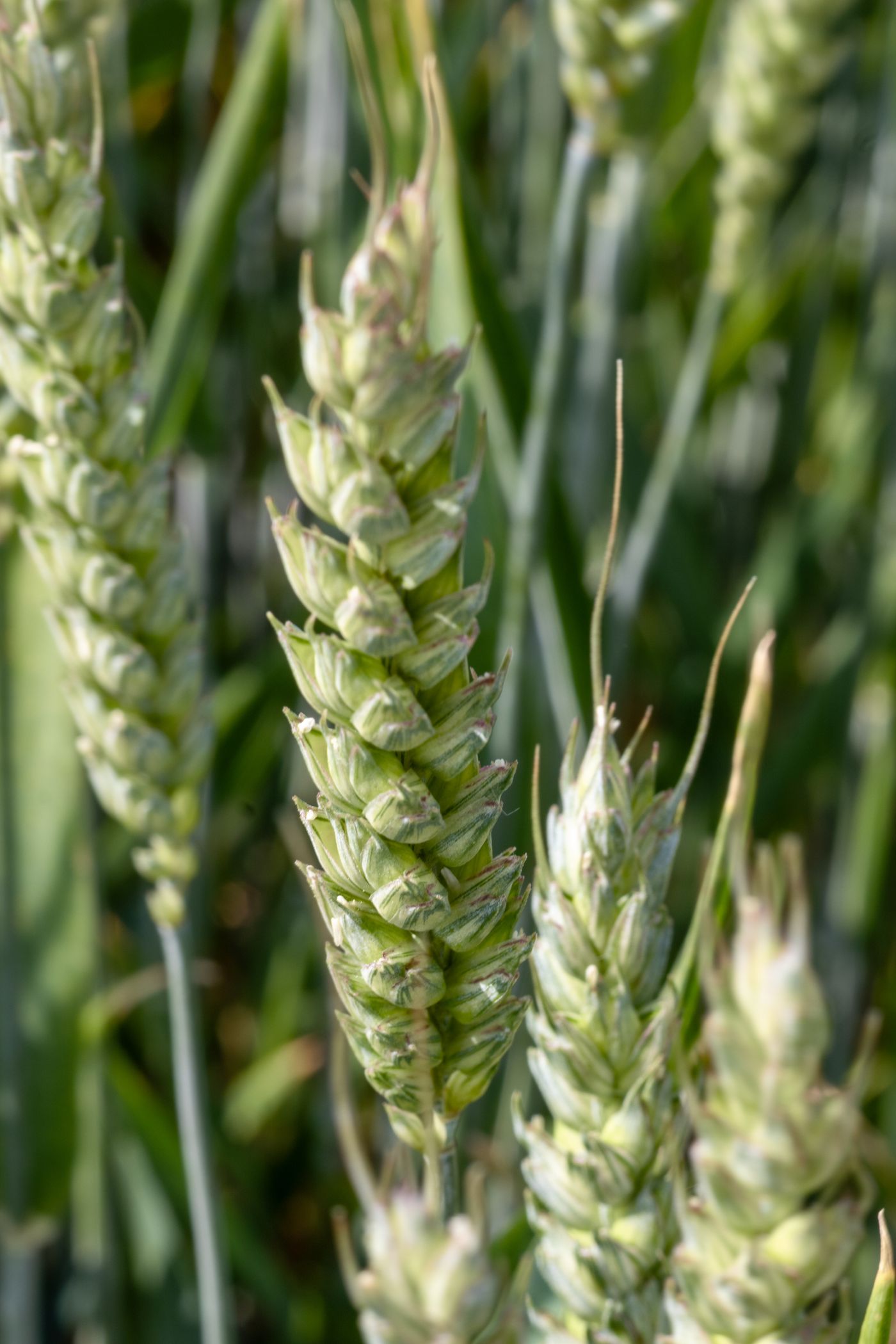 Elsoms - Unlocking the power of plants | Elsoms