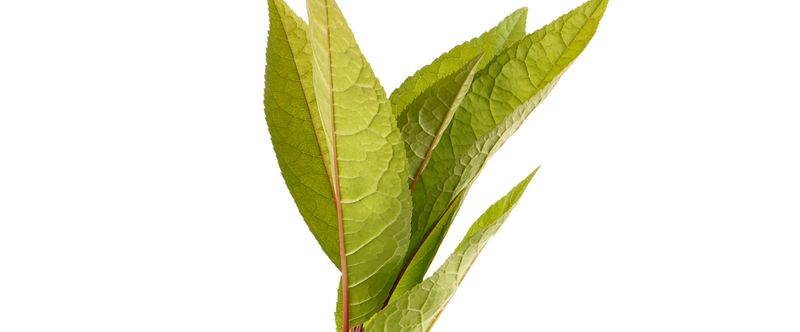 Broadleaf Tree Species for UK Projects | Elsoms Seeds