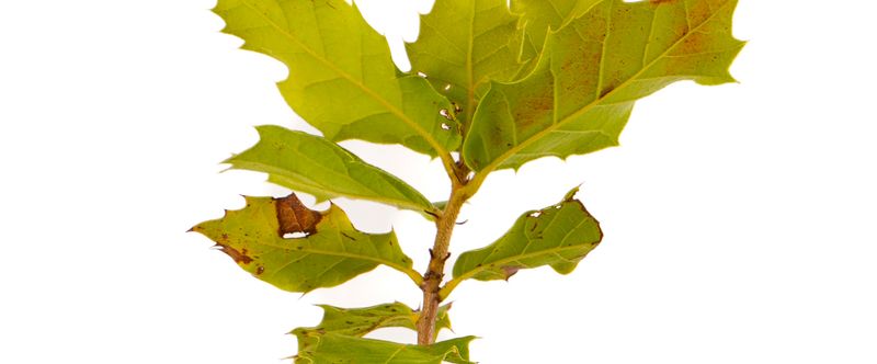 Broadleaf Tree Species for UK Projects | Elsoms Seeds