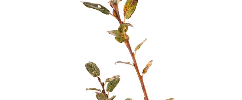 Broadleaf Tree Species for UK Projects | Elsoms Seeds