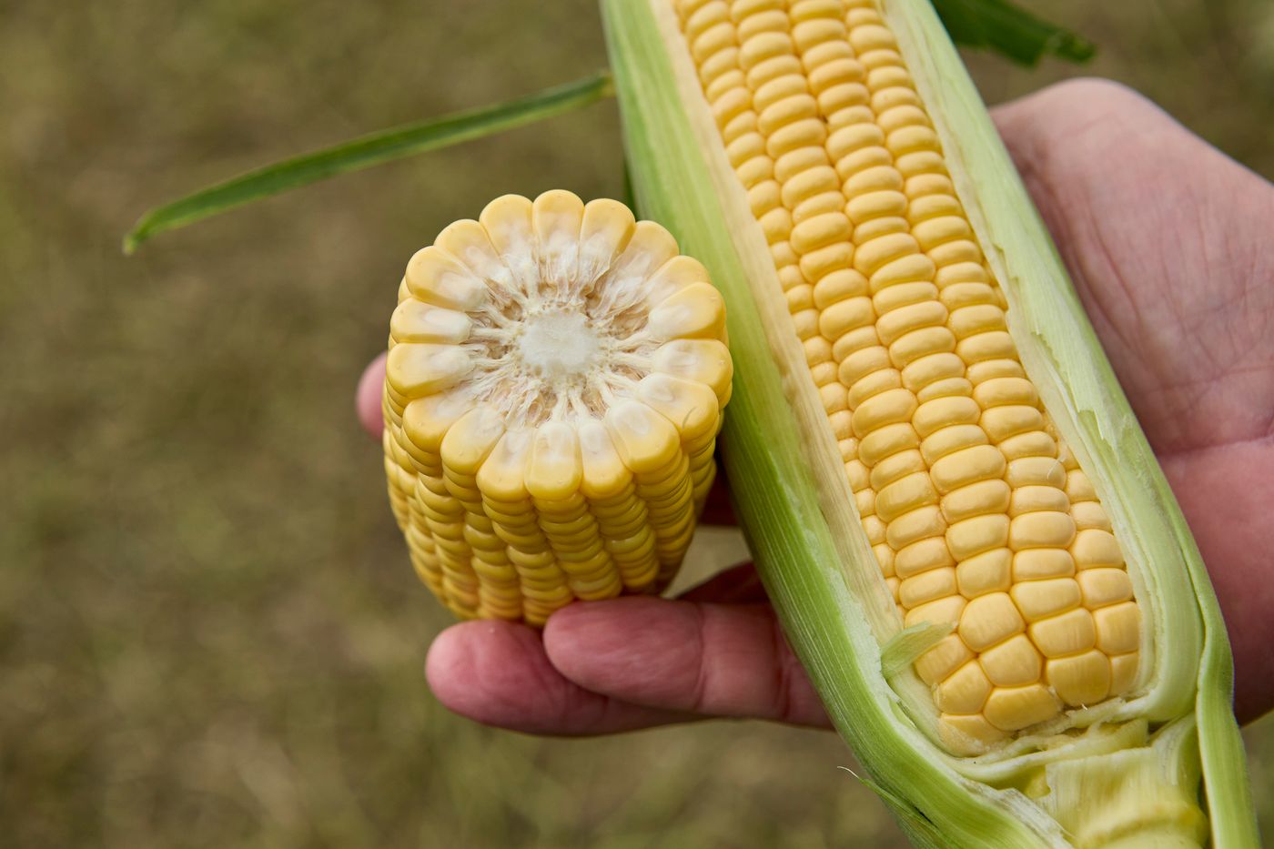 Elsoms – UK Seeds & Innovation | Elsoms