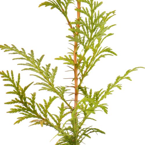 Broadleaf Tree Species for UK Projects | Elsoms Seeds