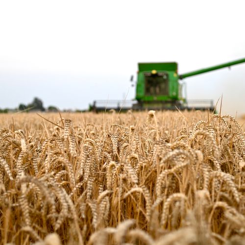 Agricultural Seeds – UK | Elsoms