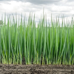 Elsoms – UK Seeds & Innovation | Elsoms