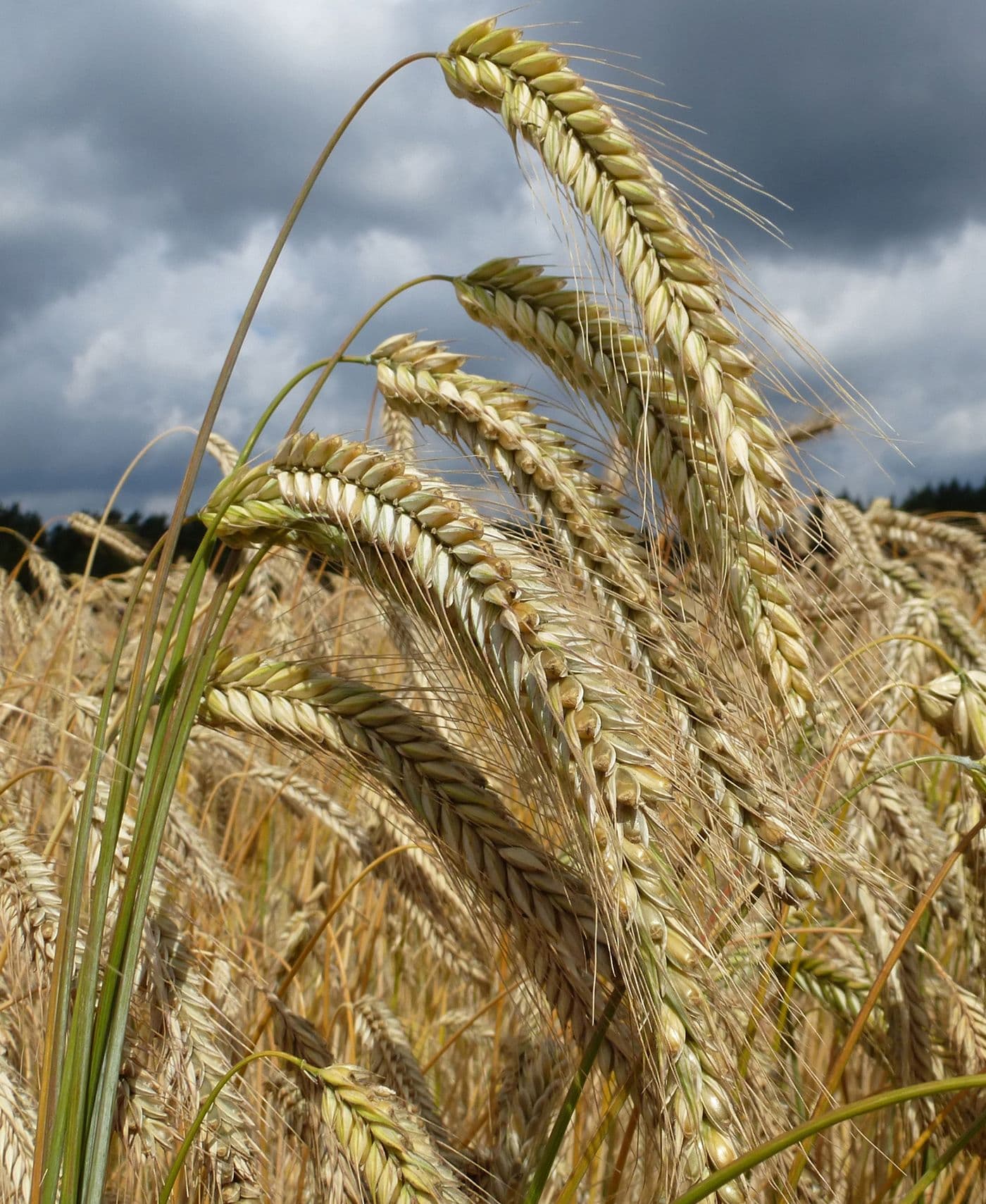 High-Quality Barley Seed Varieties for UK Farms | Elsoms