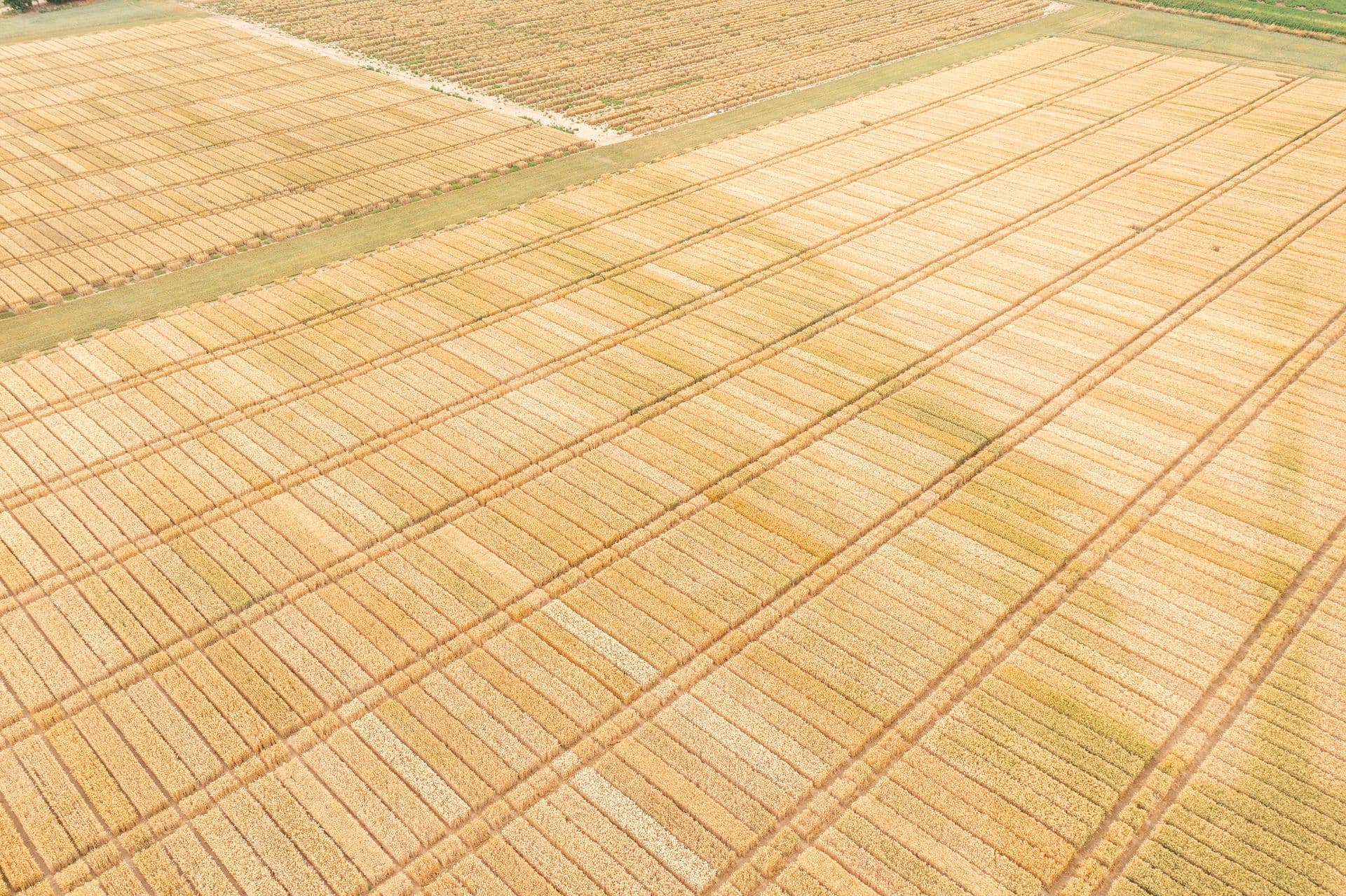 Durum Wheat | Elsoms agricultural seed | Elsoms