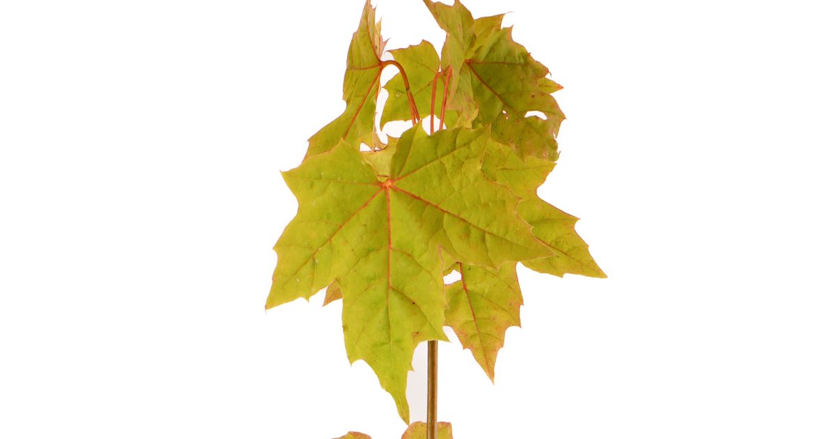 Broadleaf Tree Species for UK Projects | Elsoms Seeds