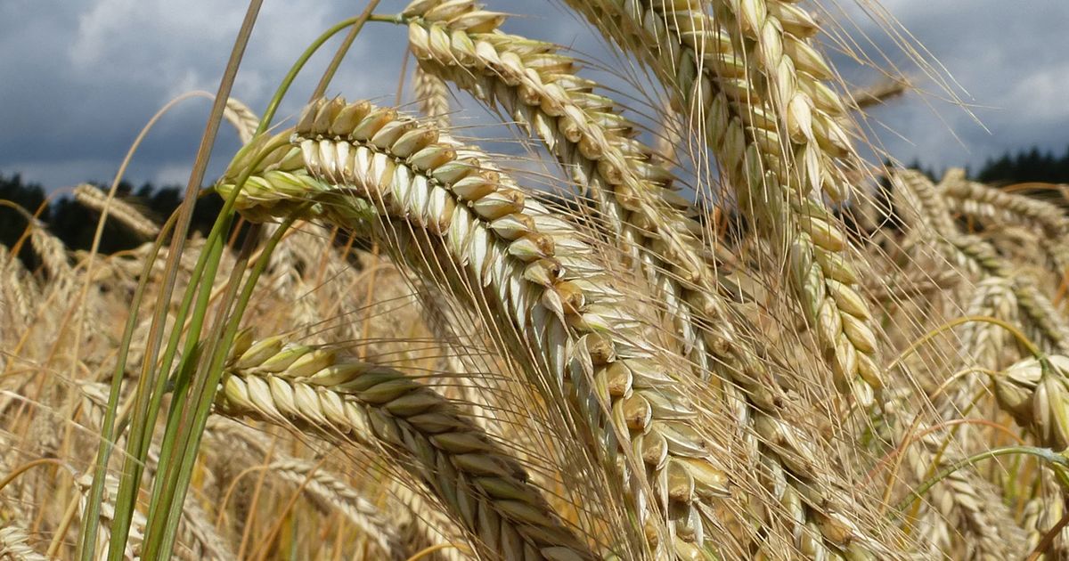 High-Quality Barley Seed Varieties for UK Farms | Elsoms