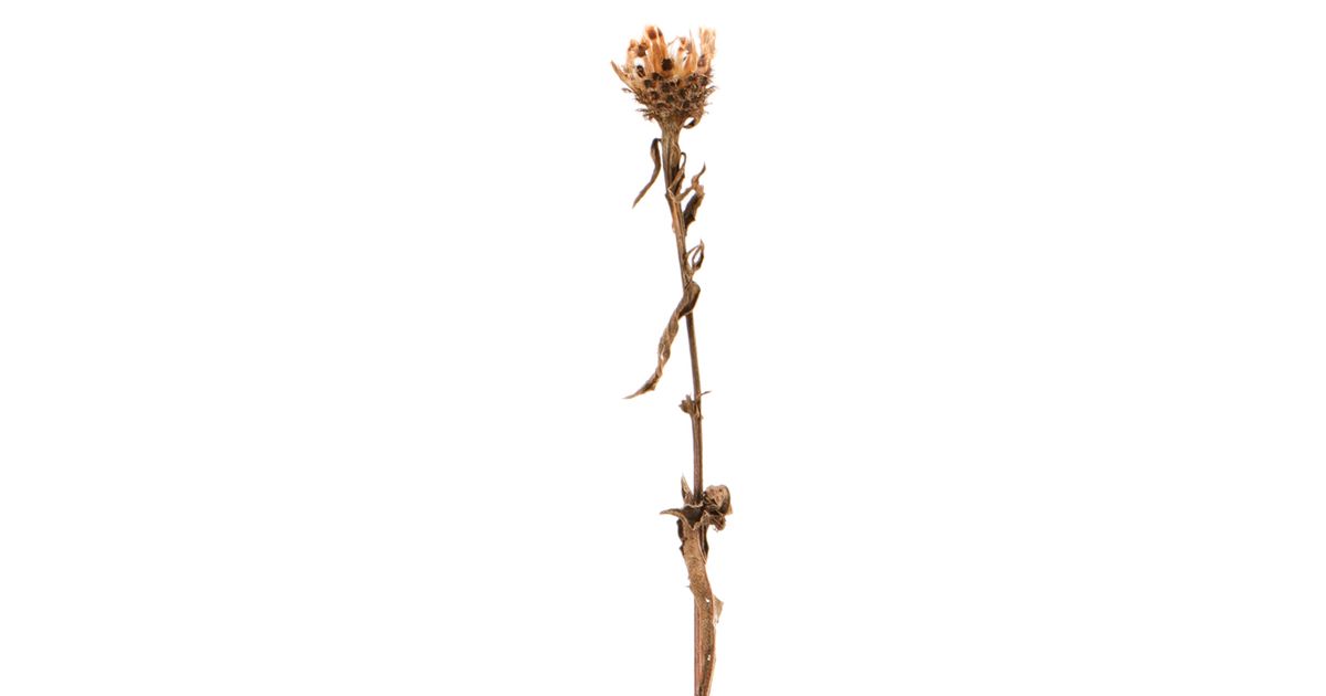 Wildflower Tree Seed for UK Conservation | Elsoms Seeds