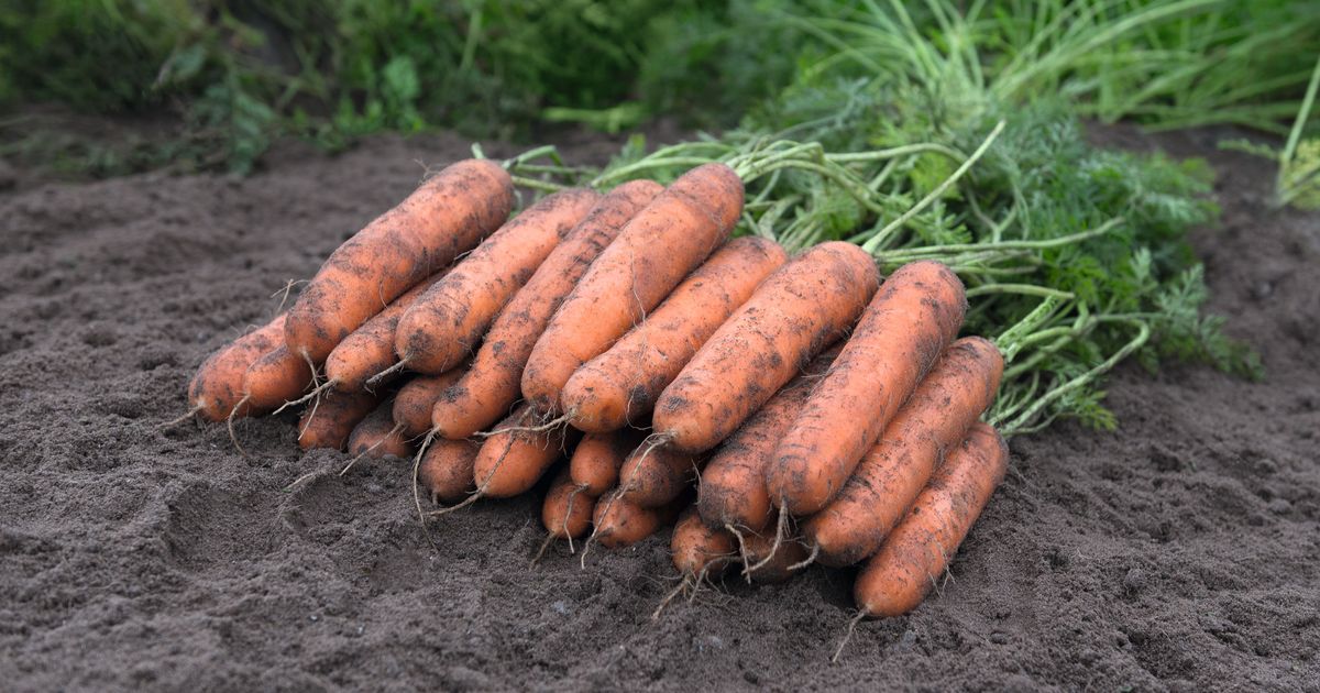 Carrot Seeds for Professional UK Growers | Elsoms Seeds