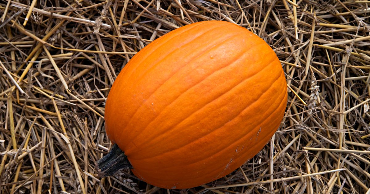 Pumpkins | Elsoms pumpkin seed