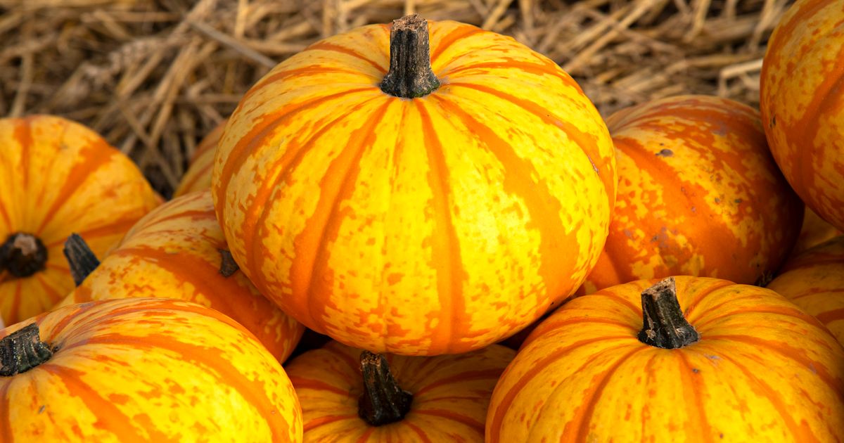 Cucurbit Seeds for Commercial Growers | Elsoms Seeds