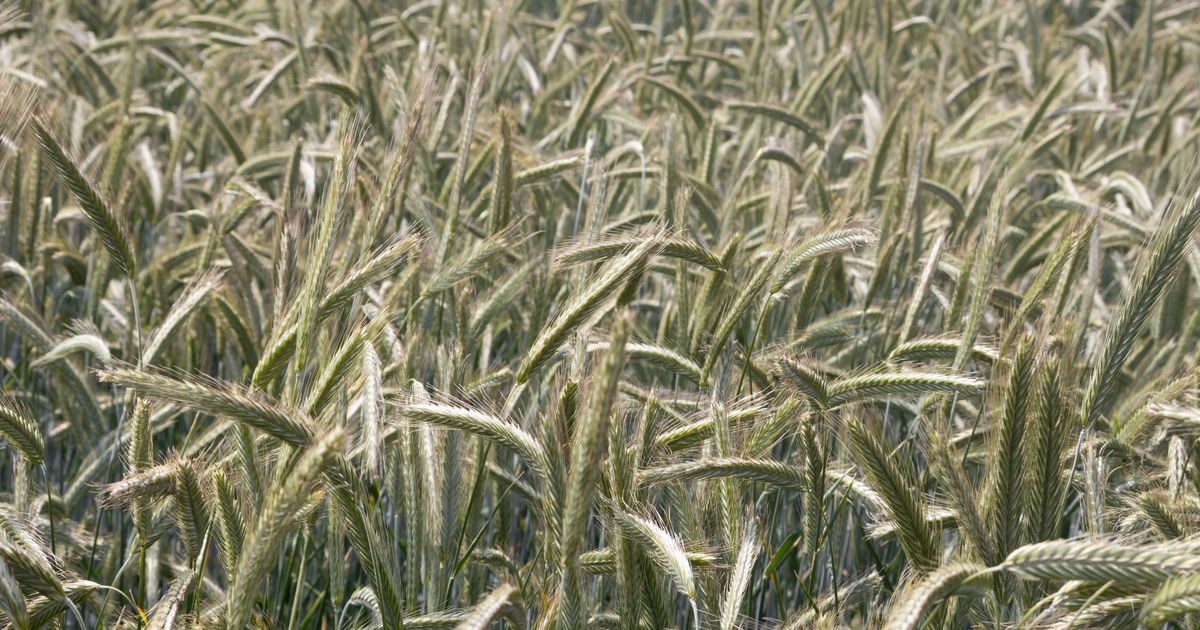 Hybrid Rye Seed Varieties for UK Agriculture | Elsoms Seeds