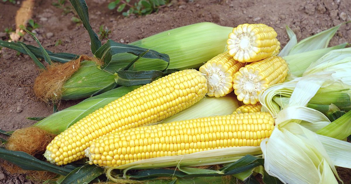 Sweetcorn Seeds for Commercial Growers | Elsoms Seeds