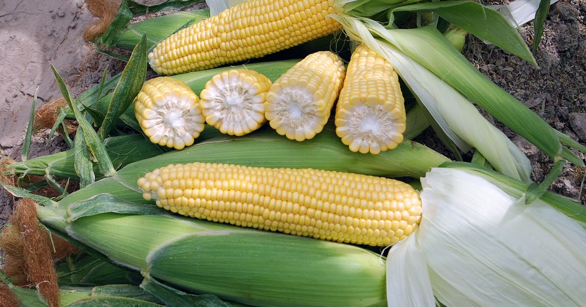 Super Sweet Sweetcorn Seeds | Elsoms Seeds