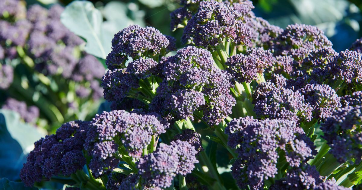 Brassica Seeds for Commercial Growers | Elsoms Seeds
