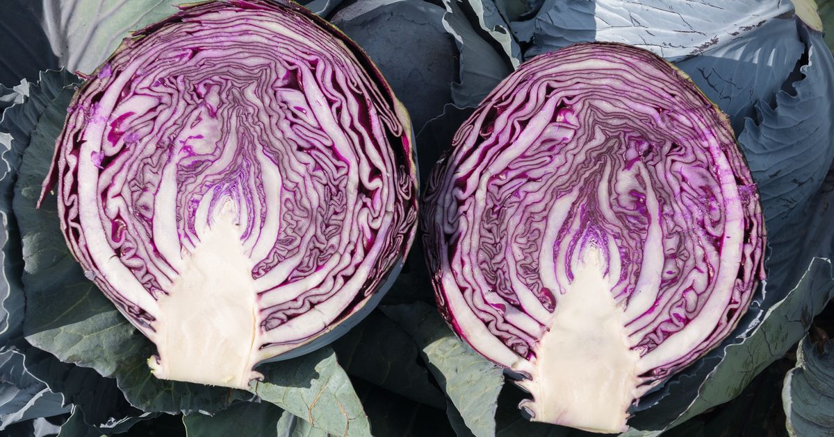Davaro Red Cabbage Variety | Elsoms Seeds