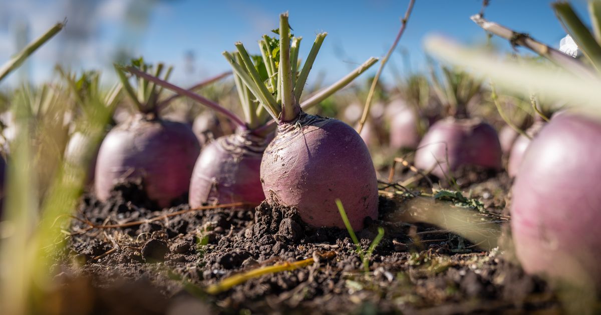 Swede Seeds for Commercial Growers | Elsoms Seeds