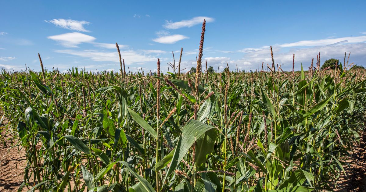 Maize Seed Varieties for UK Agriculture | Elsoms Seeds