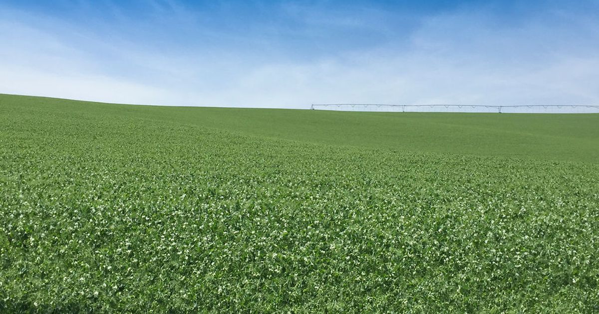Petit Pois Pea Seeds (Canning & Freezing) | Elsoms Seeds