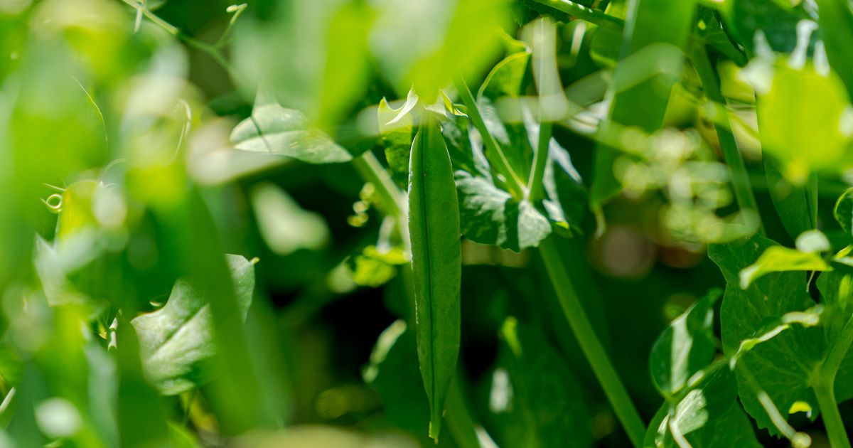 High-Quality Vining Pea Seeds | Elsoms Seeds