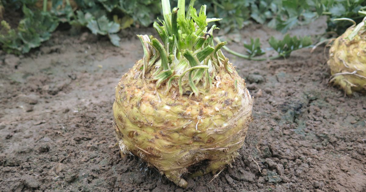 Yara Celeriac Seeds | Elsoms Seeds