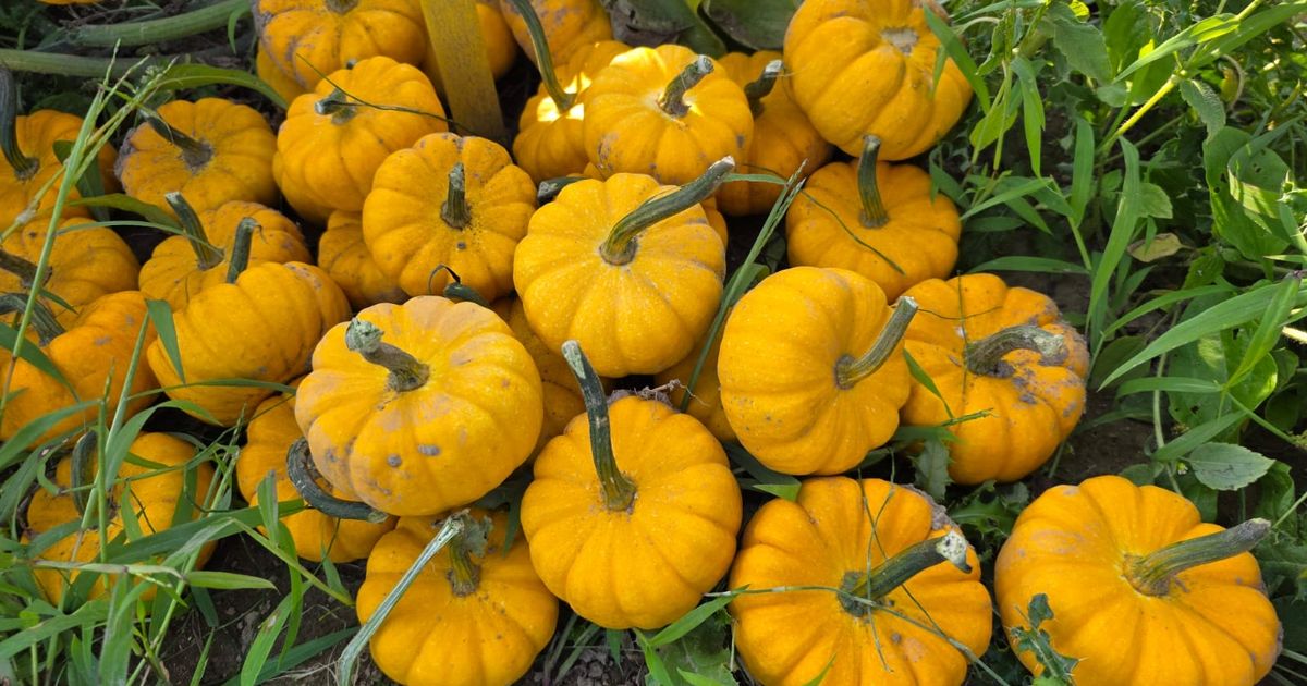 Yellow Jacket Pumpkin Seeds | Miniature Pumpkin Seed